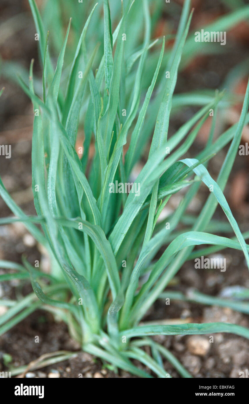 common salsify, oyster-plant, purple goat's-beard (Tragopogon ...