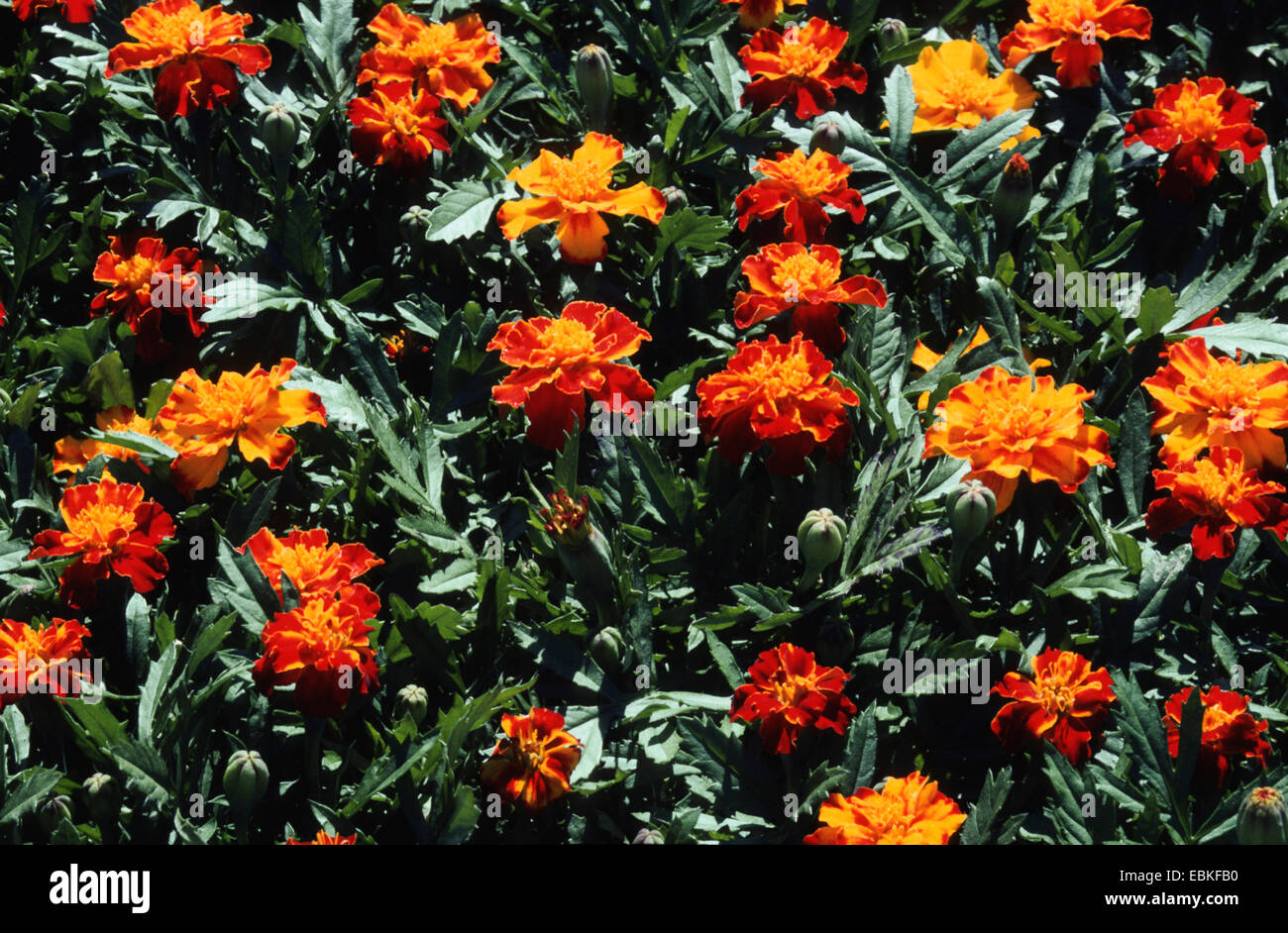 French marigold (Tagetes patula), blooming Stock Photo - Alamy