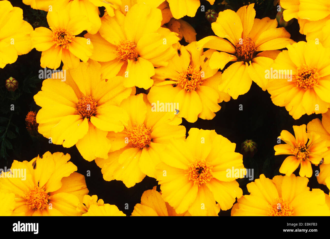 French marigold (Tagetes patula), cultivar Disco Golden Yellow Stock ...