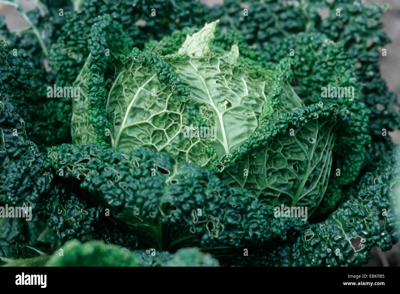 savoy cabbage (Brassica oleracea convar. capitata var. sabauda ...