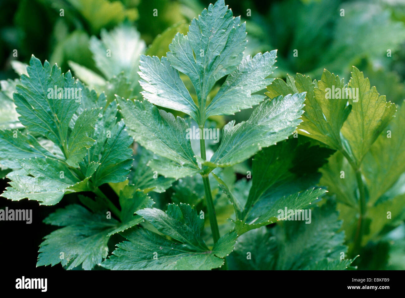 Celery Apium High Resolution Stock Photography and Images - Alamy