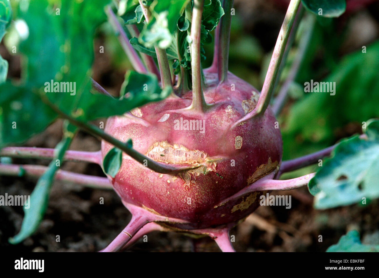 kohl rabi (Brassica oleracea convar. acepala var. gongylodes, Brassica ...