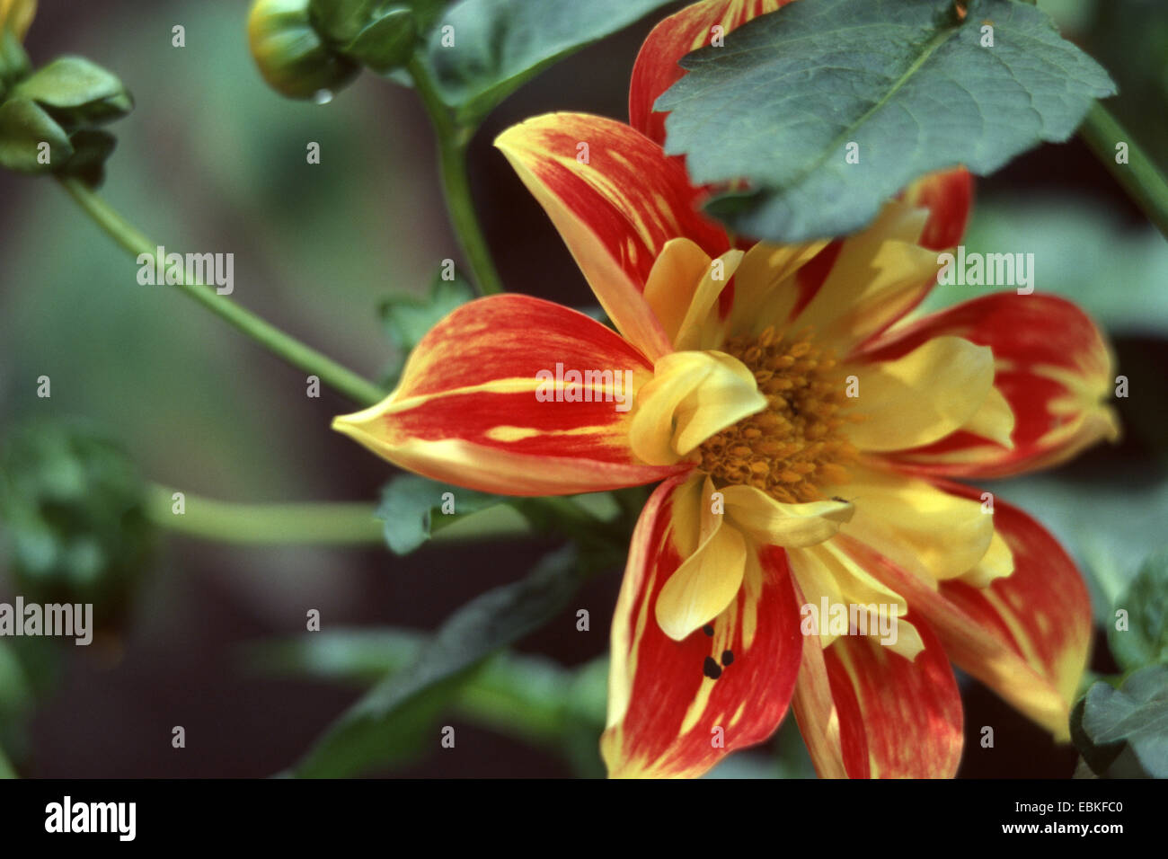Stehlik hi-res stock photography and images - Alamy