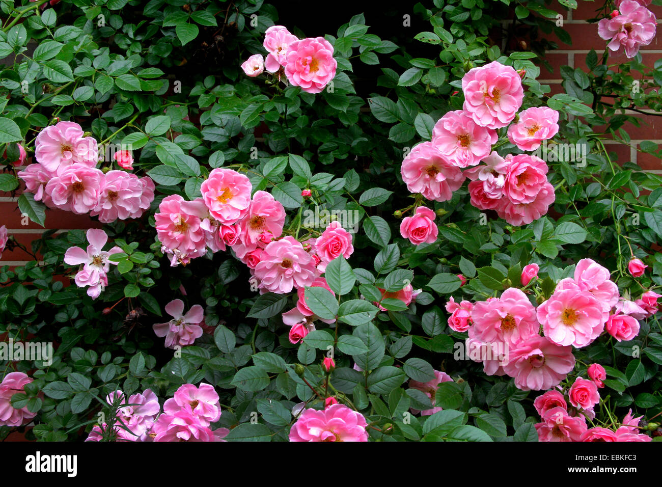 Rambler rose hi-res stock photography and images - Alamy