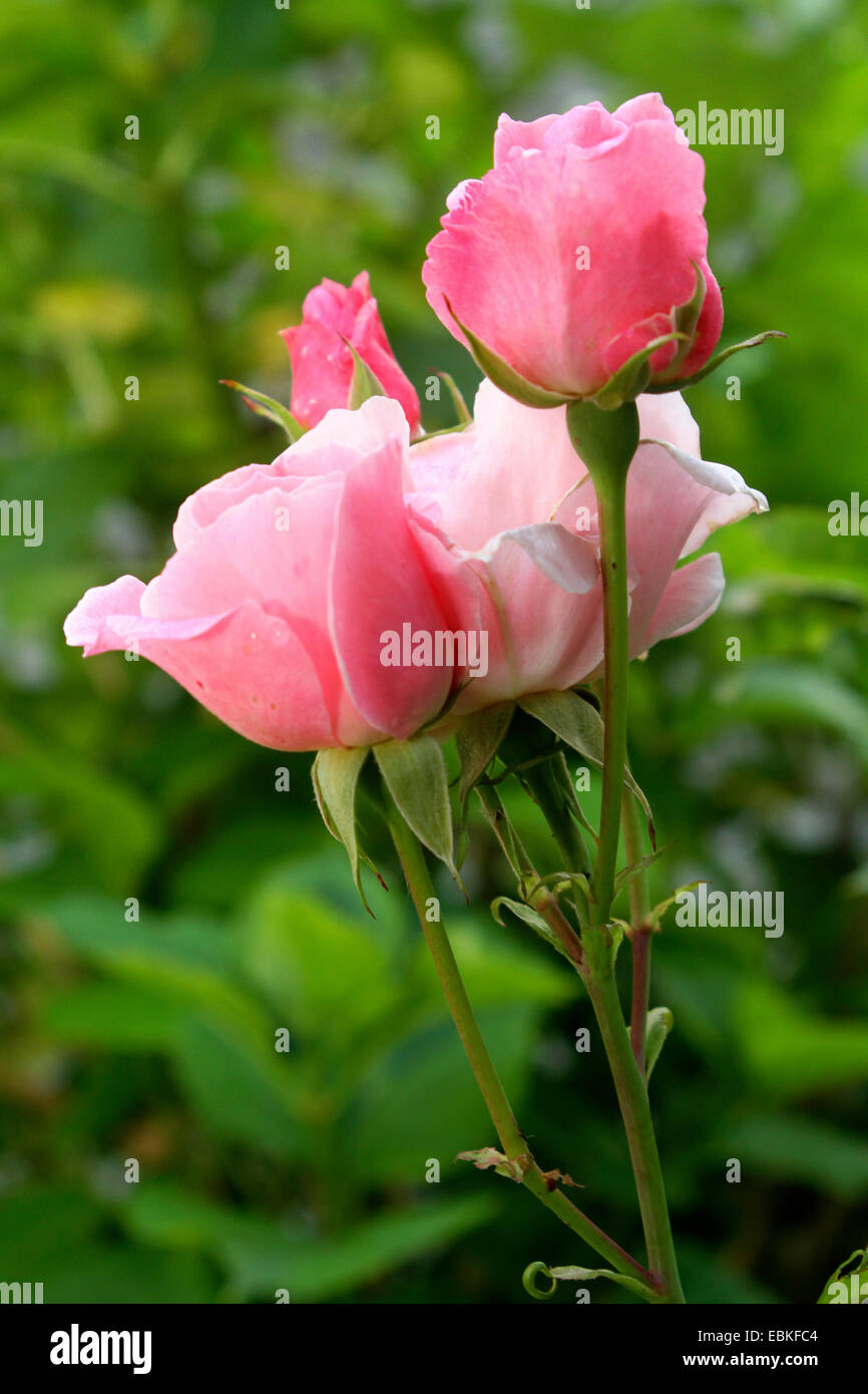 ornamental rose (Rosa spec.), pink roses in a garden, Germany Stock ...