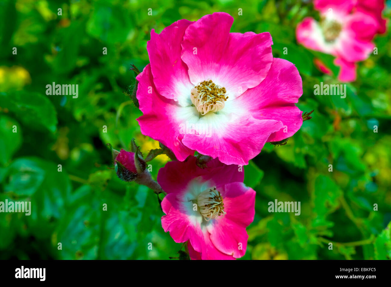 ornamental rose (Rosa 'American Pillar', Rosa American Pillar), flower ...