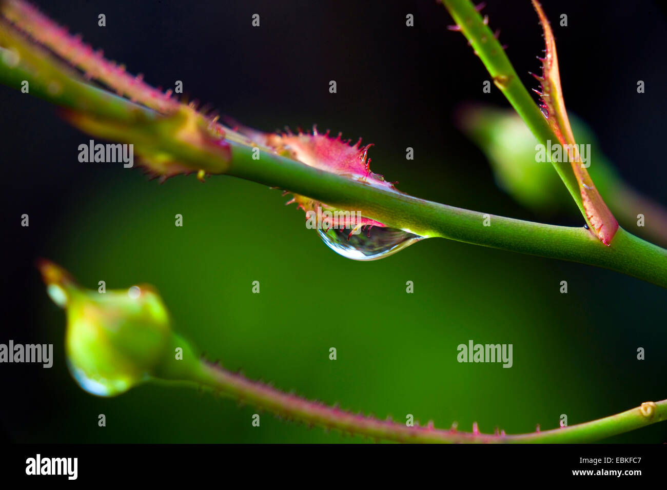 Hanging waterdrops hi-res stock photography and images - Alamy