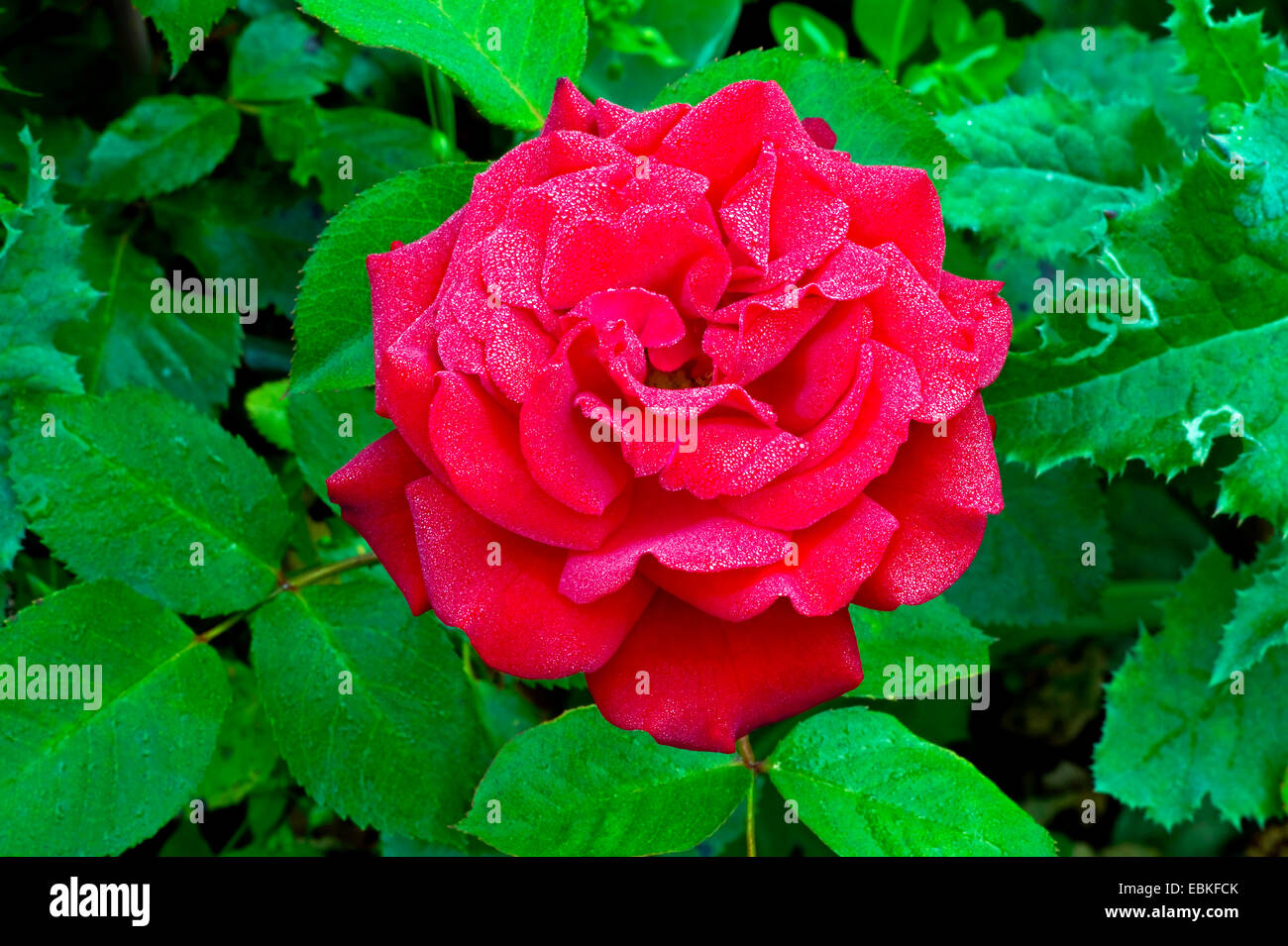 ornamental rose (Rosa 'Luebecker Rotspon', Rosa Luebecker Rotspon ...