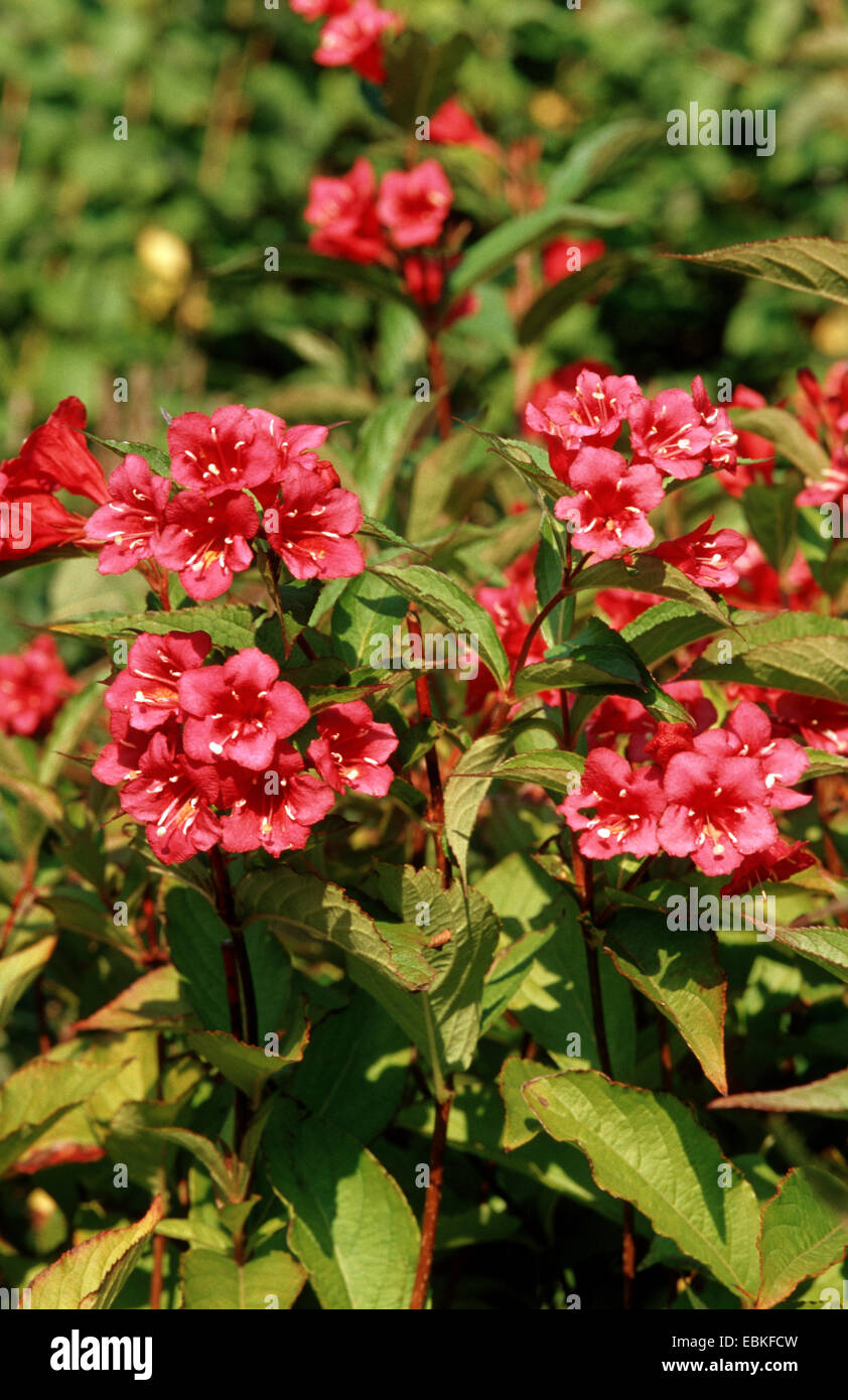old-fashioned weigela (Weigela 'Eva Rathke', Weigela Eva Rathke ...