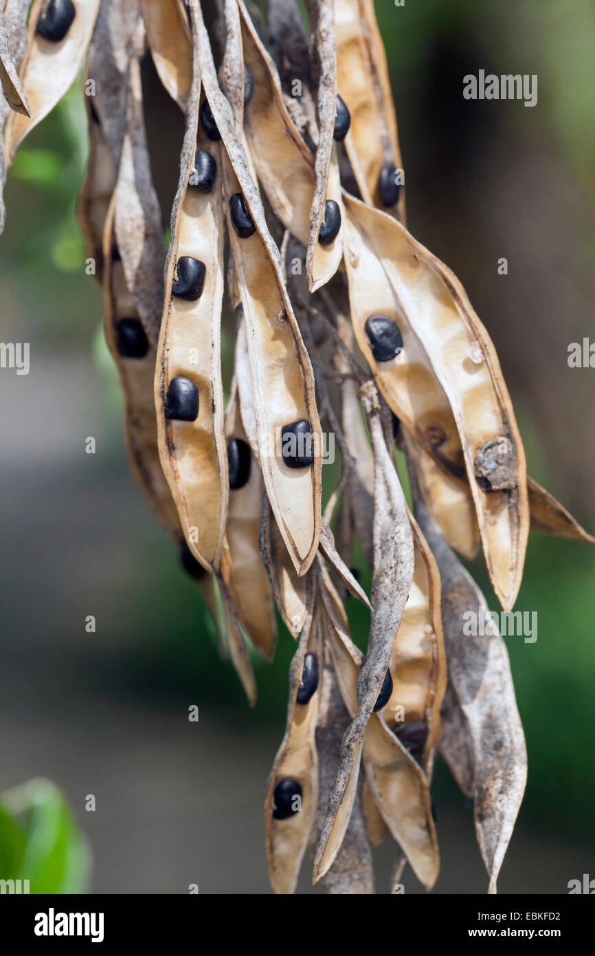 Laburnum seeds hi-res stock photography and images - Alamy