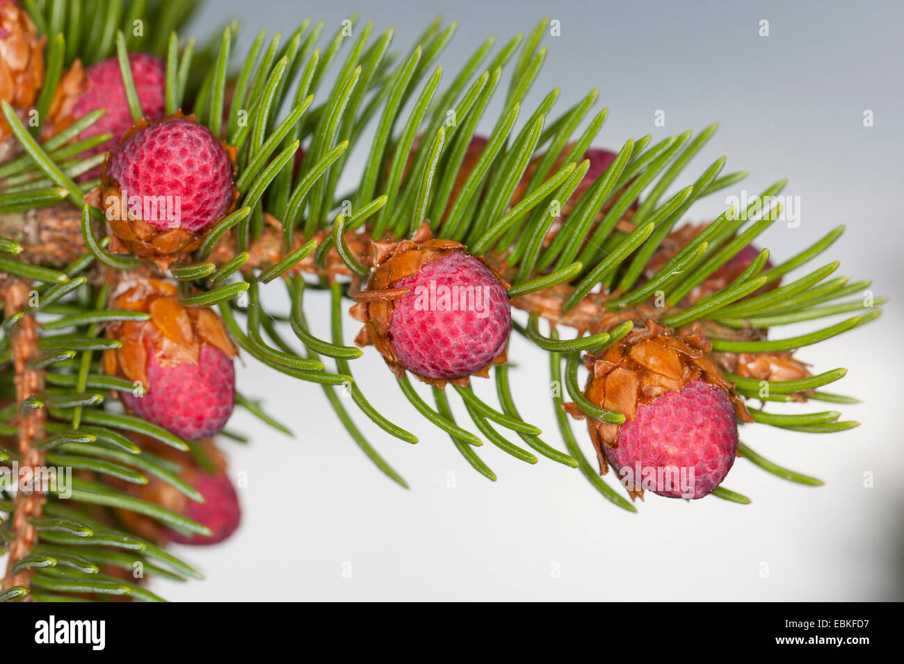 Norway spruce (Picea abies), branch with young cones, Germany Stock ...