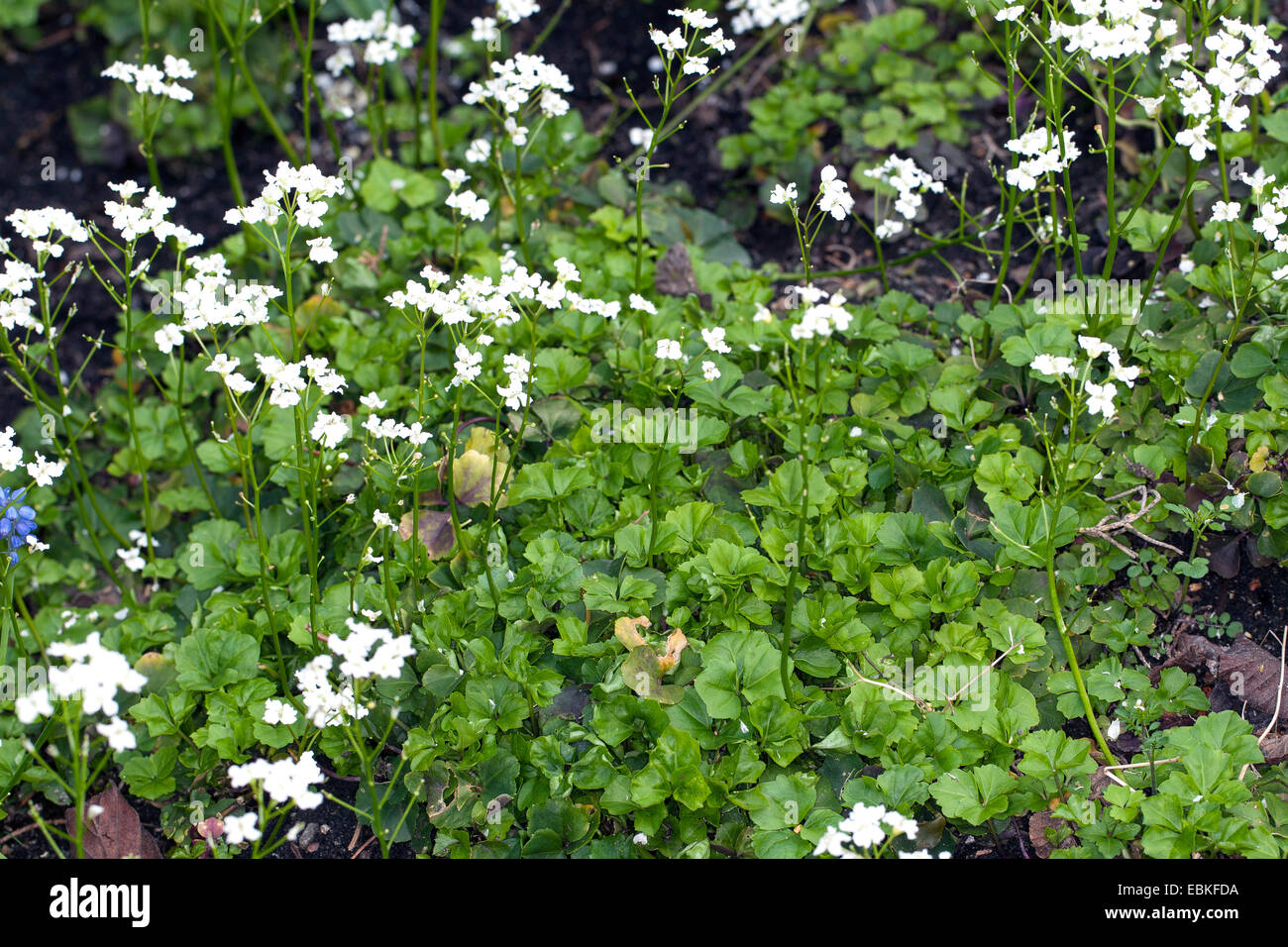 Trefoil cress, Trefoil-cress, Trifoliate bittercress, Trifoliate bitter ...