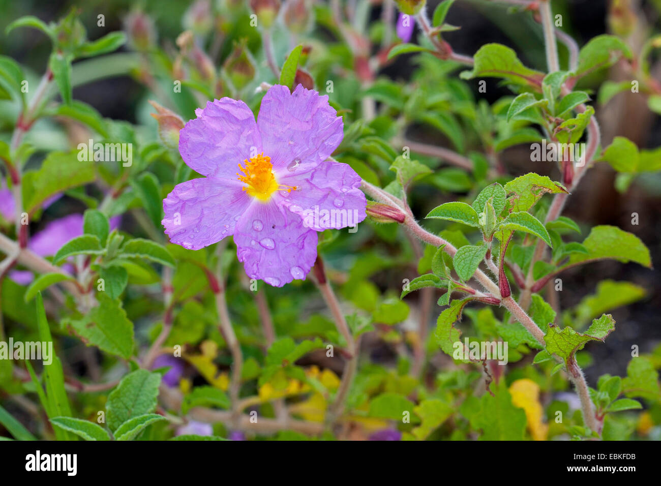 pink rock rose (Cistus villosus, Cistus incanus), blooming Stock Photo ...