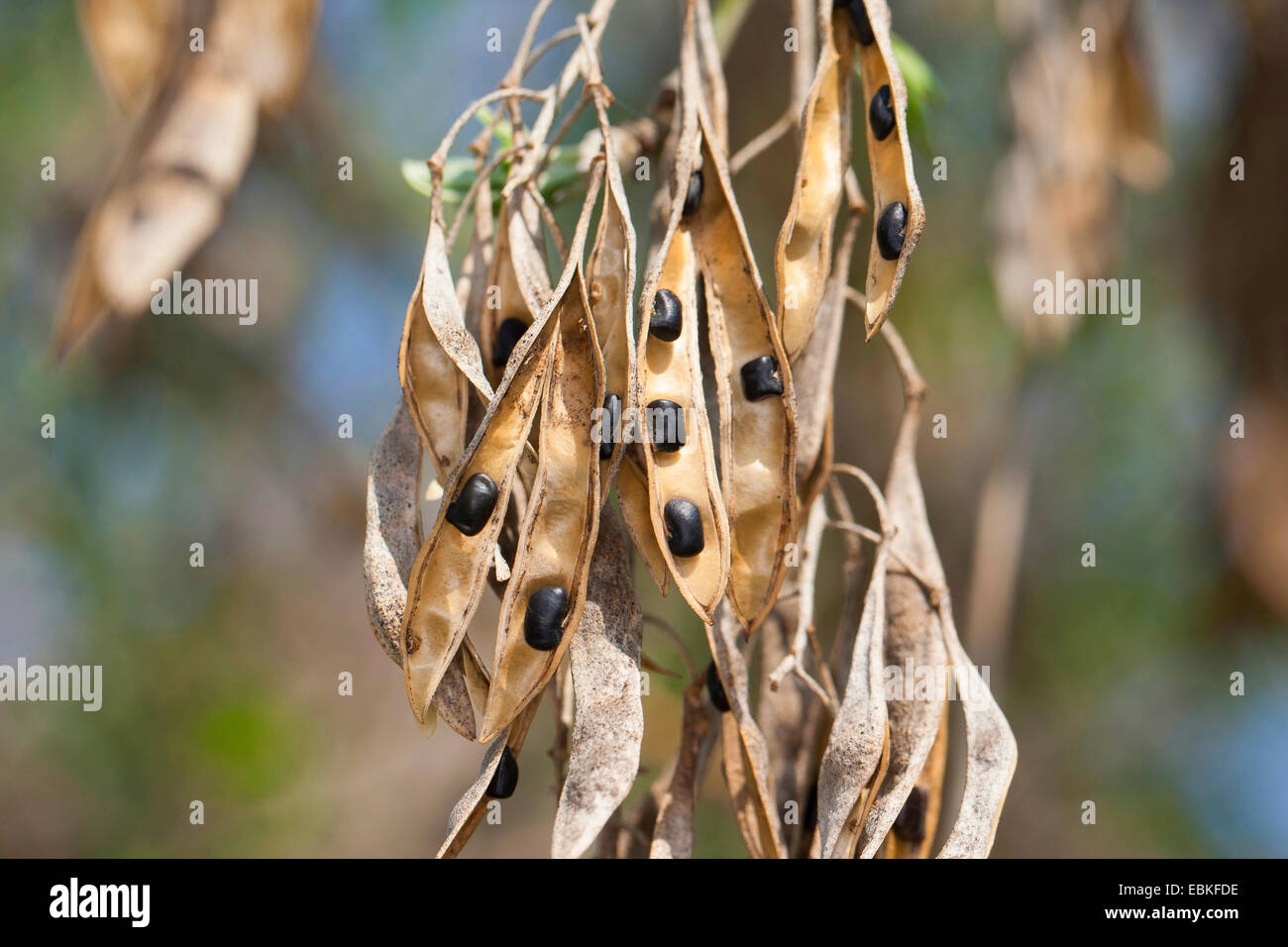 common laburnum (Laburnum anagyroides), ripe fruits on a bush, Germany ...