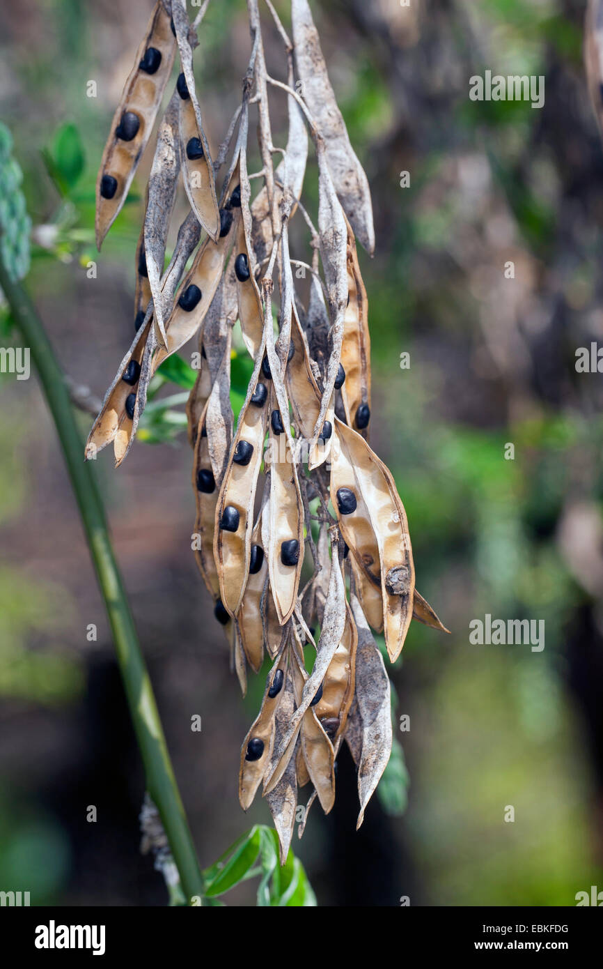 Golden laburnum hi-res stock photography and images - Alamy