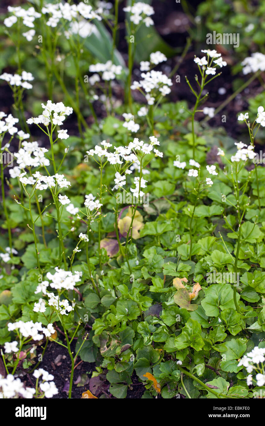 Alpine bitter cress hi-res stock photography and images - Alamy