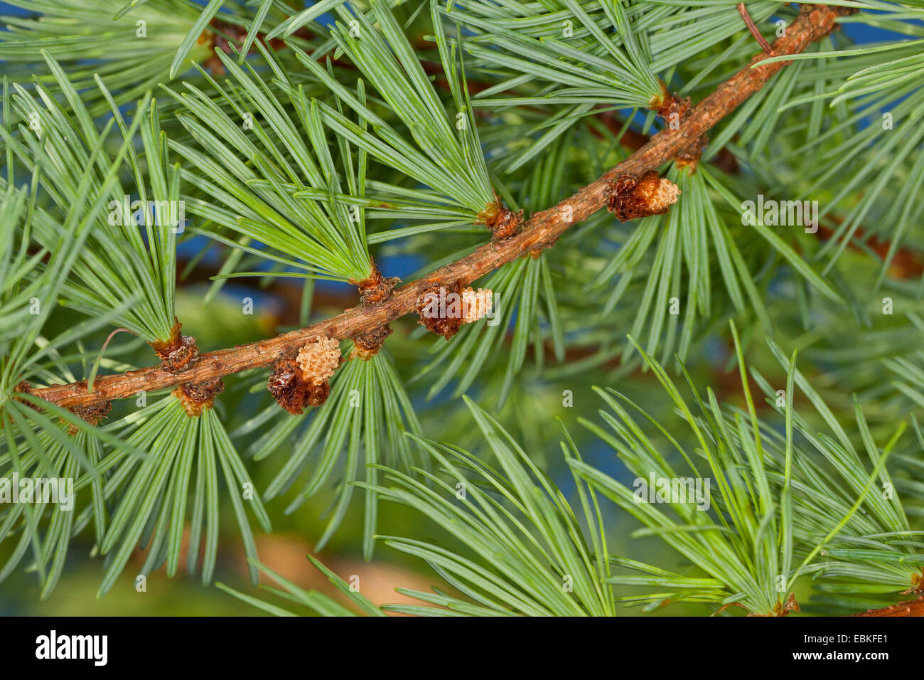 common larch, European larch (Larix decidua, Larix europaea), young ...