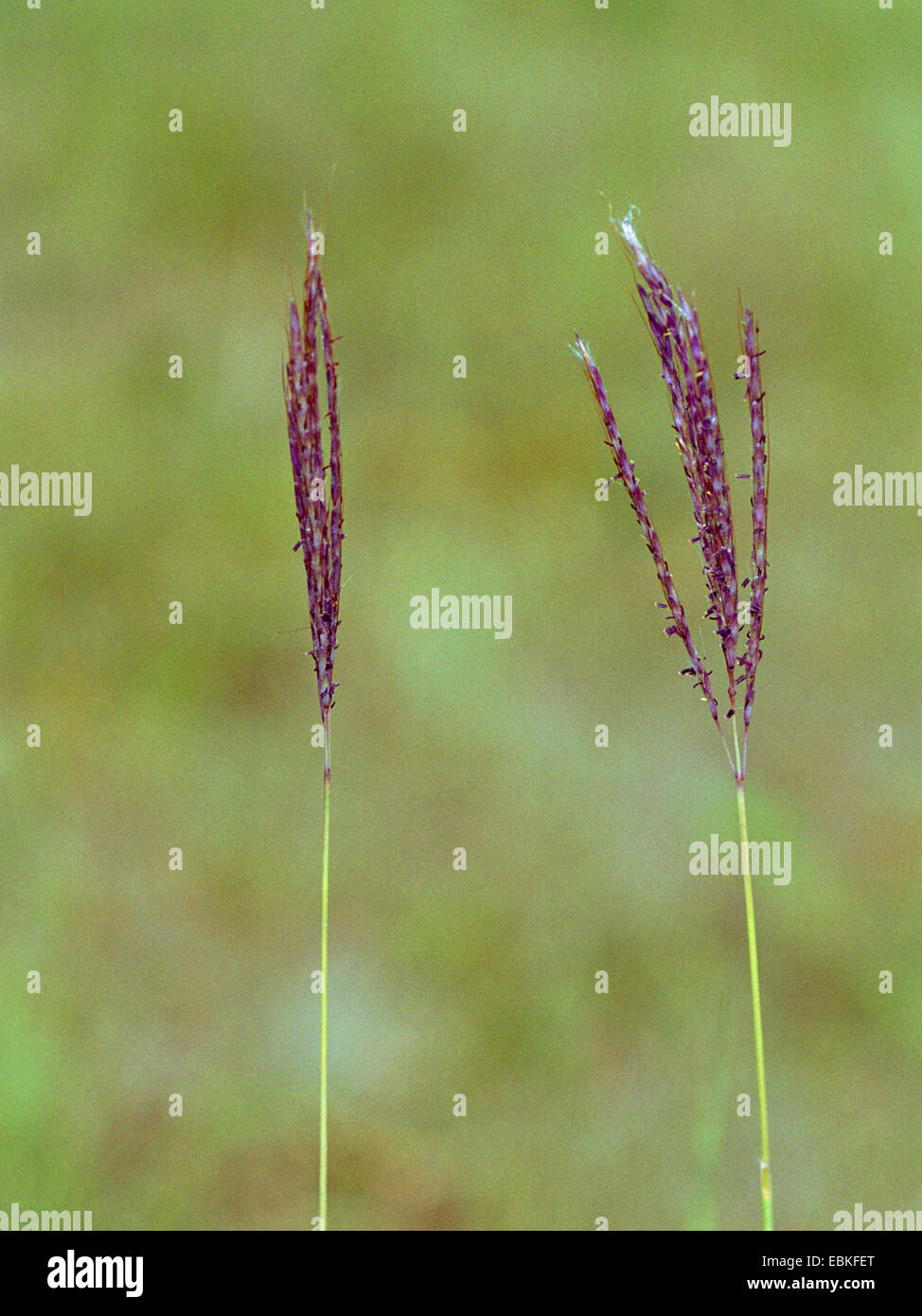 Eurasian bluestem (Bothriochloa ischaemum), inflorescences, Austria ...