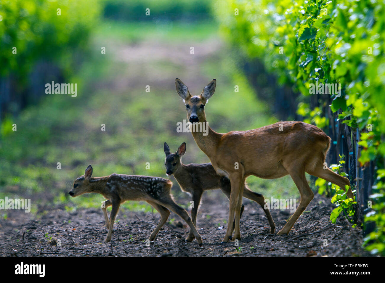 roe deer (Capreolus capreolus), foe with fwans, Austria, Burgenland ...