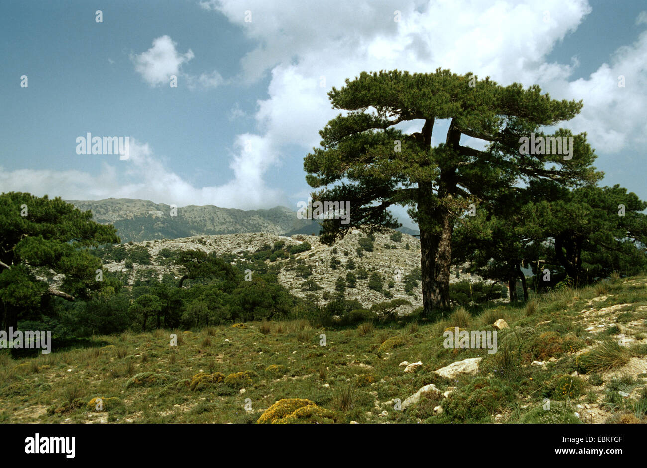 Corsican Pine High Resolution Stock Photography and Images - Alamy