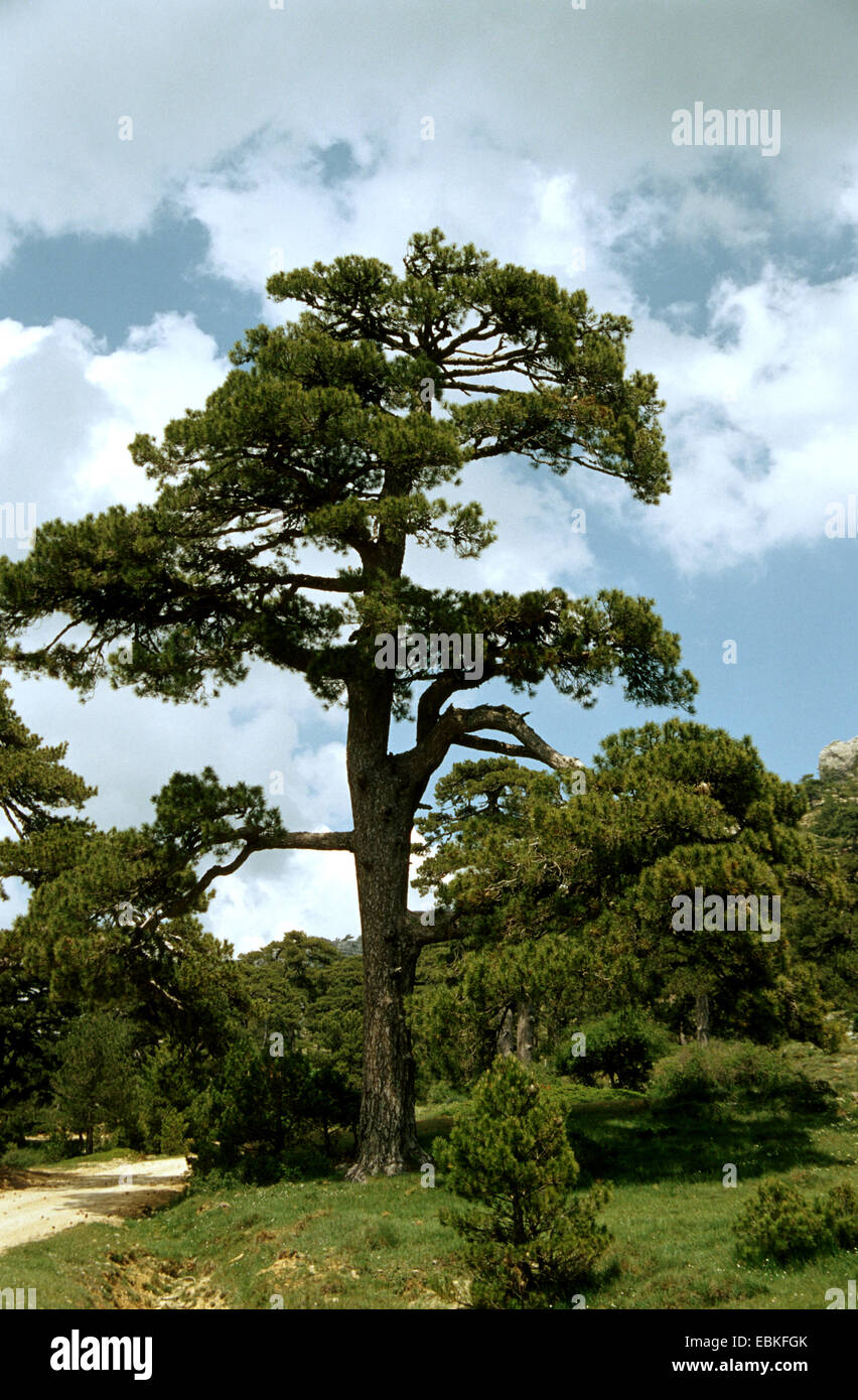 European black pine, Austrian pine, Black Pine, Corsican Pine (Pinus ...