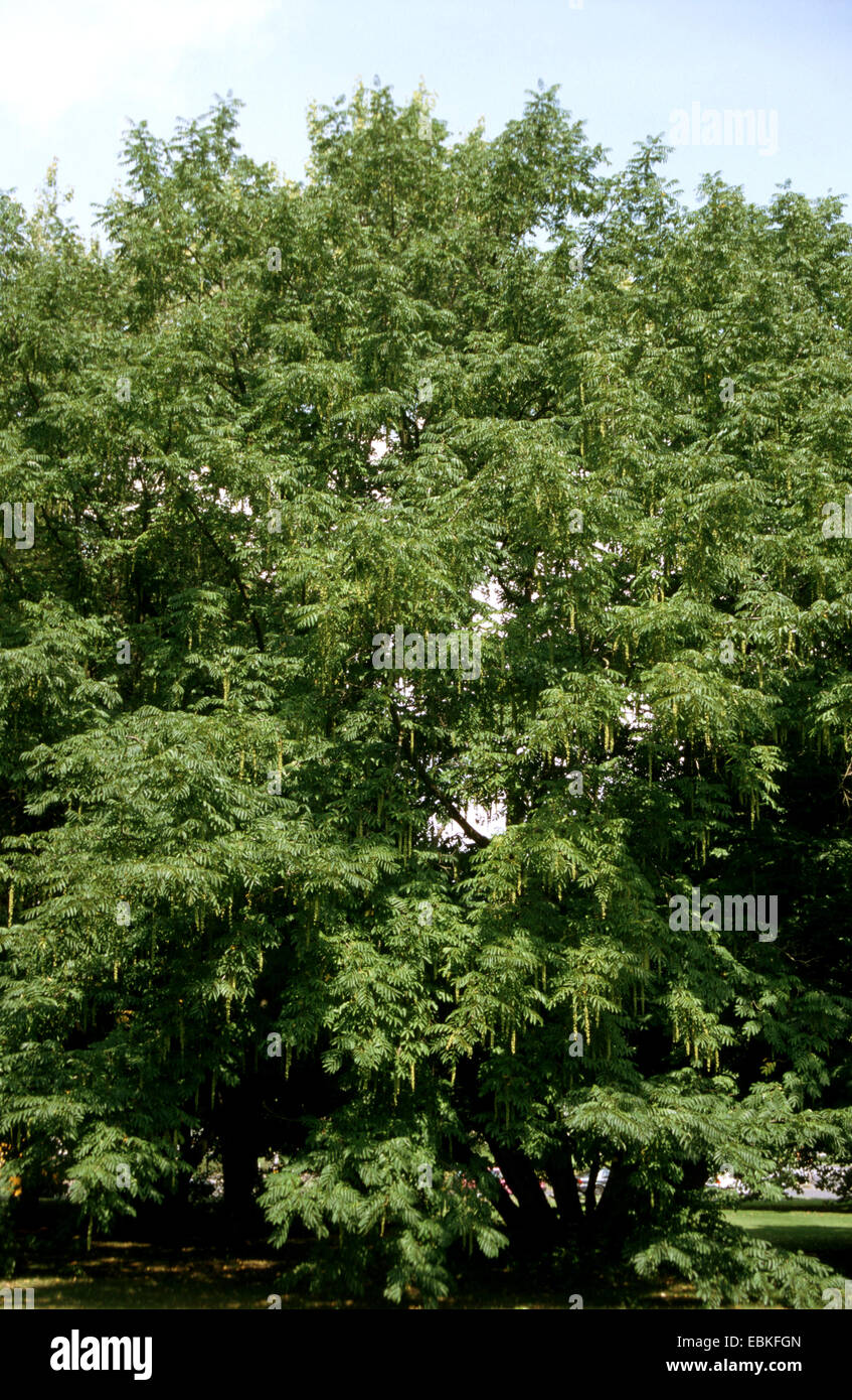 Caucasian Wingnut (Pterocarya fraxinifolia), single tree Stock Photo ...