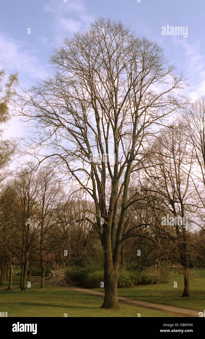 large-leaved lime, lime tree (Tilia platyphyllos), leafless tree in a ...