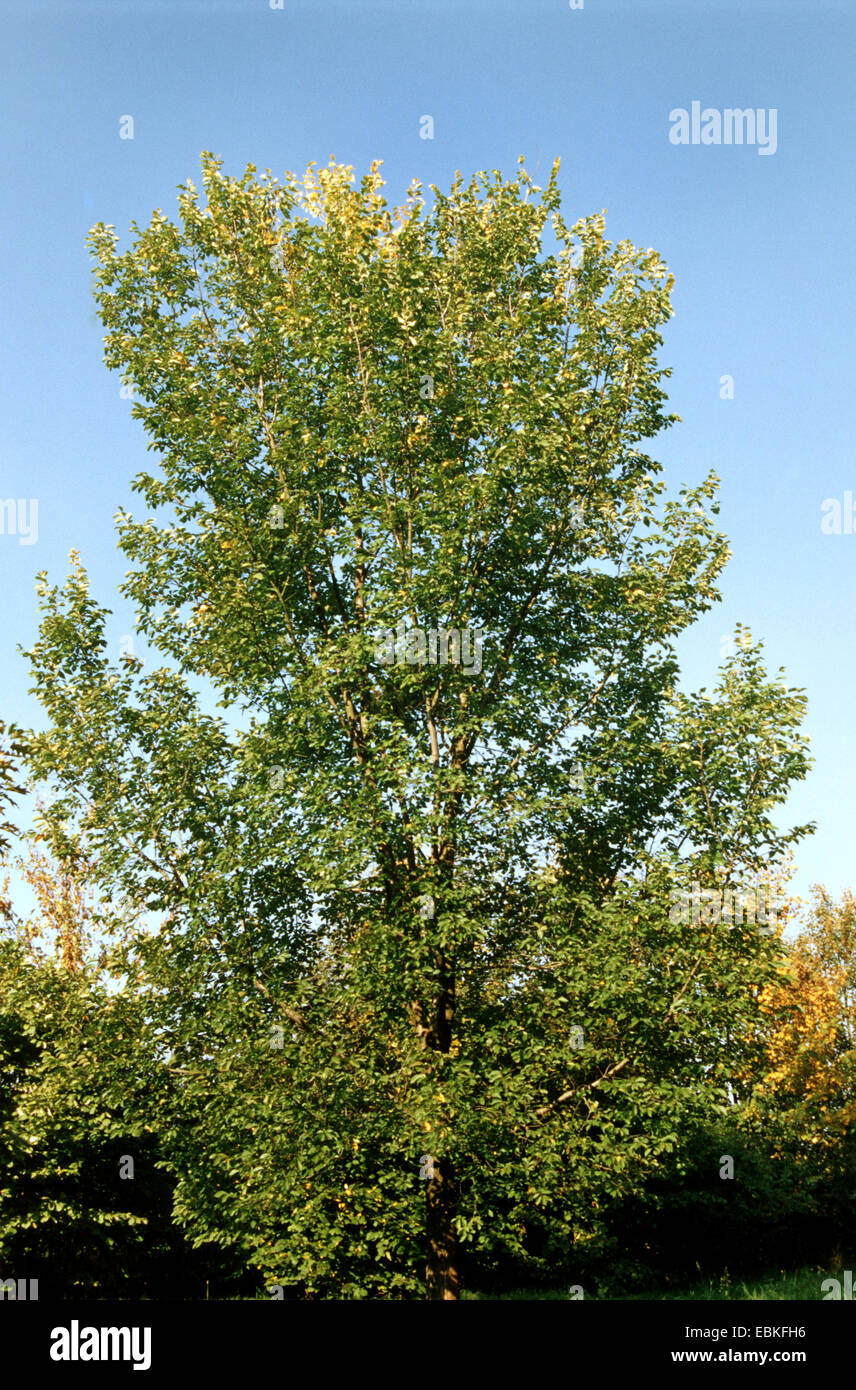 smooth-leaf elm (Ulmus minor, Ulmus campestris, Ulmus carpinifolia ...
