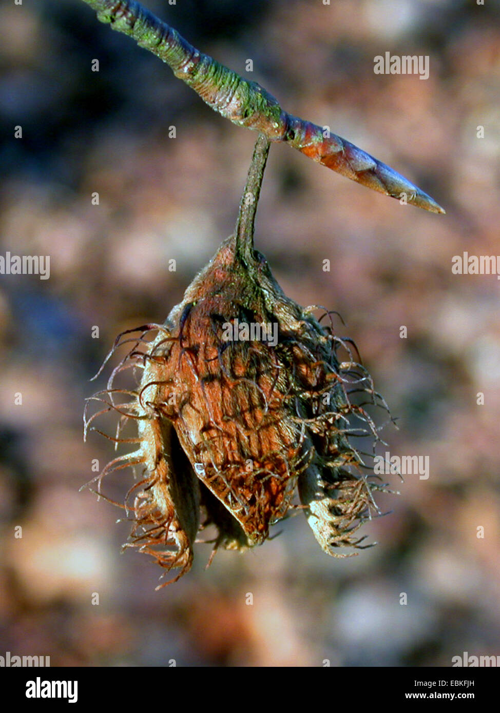 common beech (Fagus sylvatica), fruit Stock Photo - Alamy