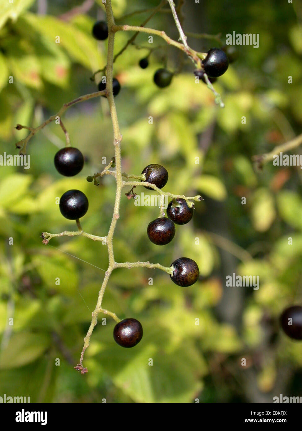 Meliosma hi-res stock photography and images - Alamy