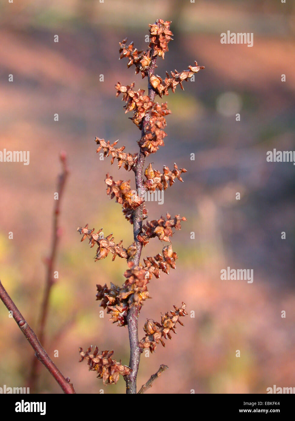 bog myrtle, sweet gale, sweet bayberry (Myrica gale), infructescence ...