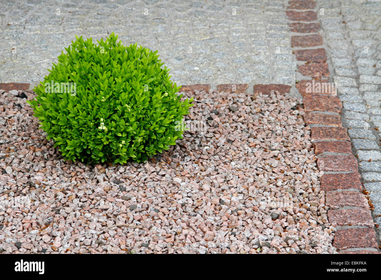 Common box buxus sempervirens garden hi-res stock photography and ...
