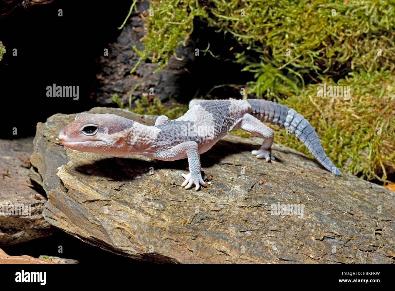 Fat-tailed gecko, African Fat-tailed Gecko (Hemitheconyx caudicinctus ...