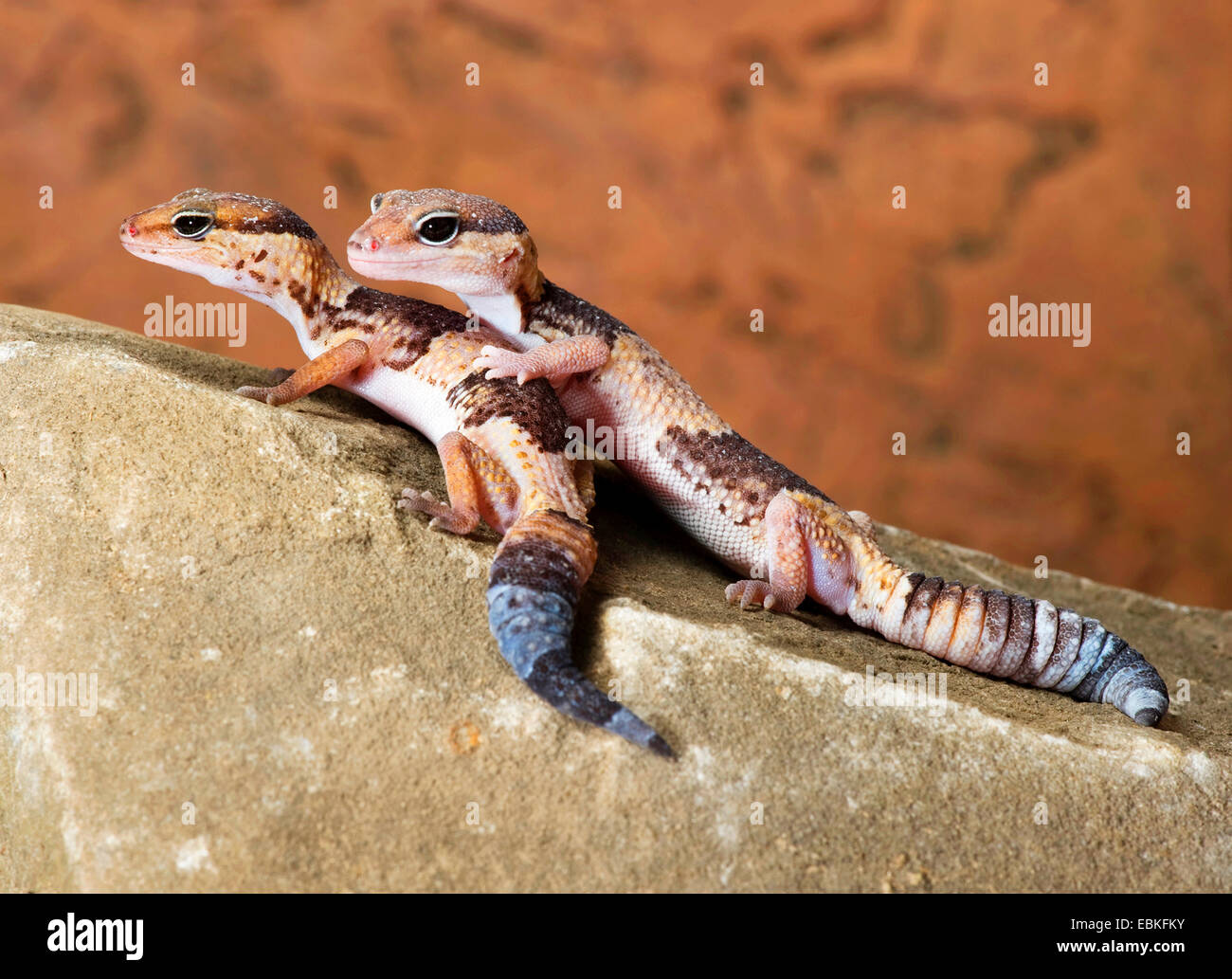 Fat tailed geckos hi-res stock photography and images - Alamy