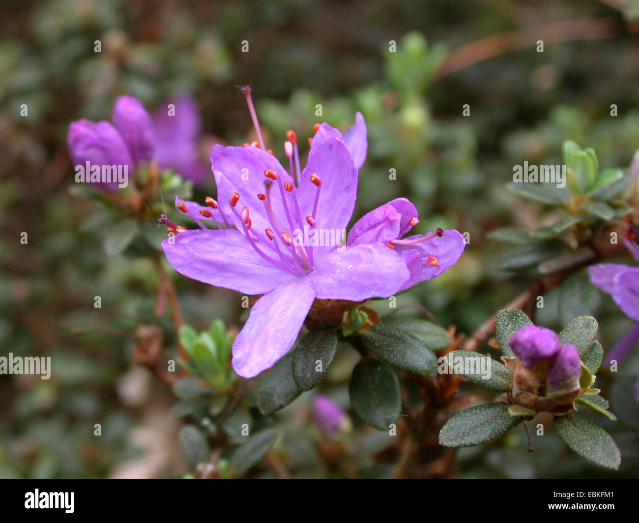 Rhododendron (Rhododendron impeditum), flower Stock Photo - Alamy