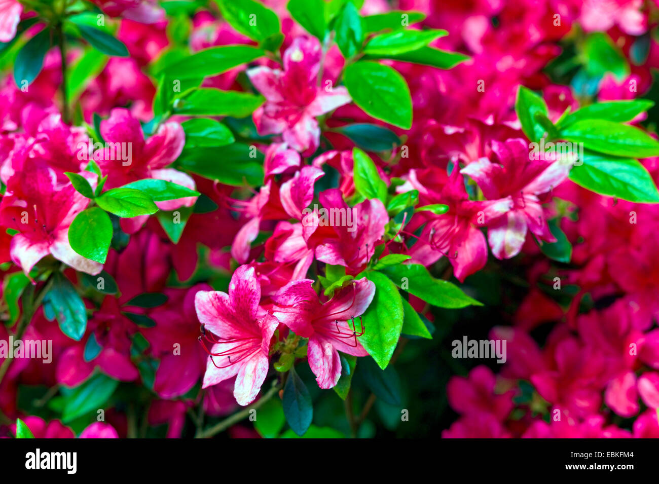 azalea (Rhododendron 'Alice', Rhododendron Alice), cultivar Alice Stock ...