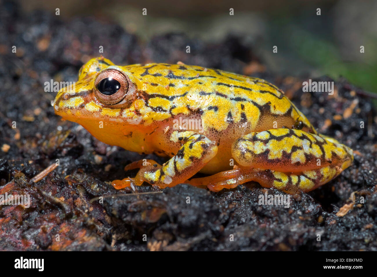 African reed frogs hi-res stock photography and images - Alamy