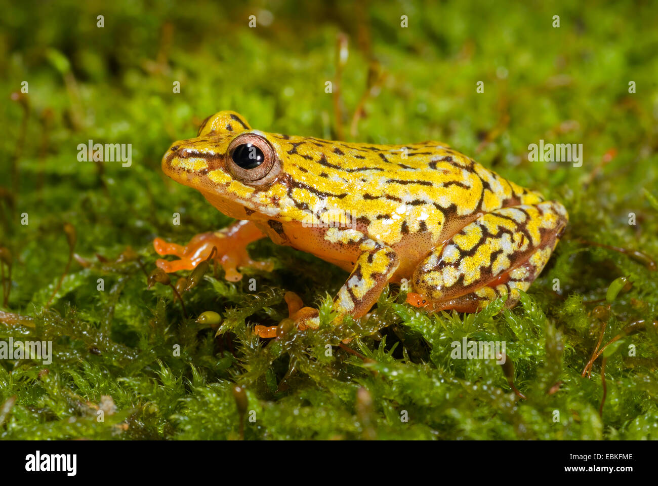 Spotted reed frog hi-res stock photography and images - Alamy