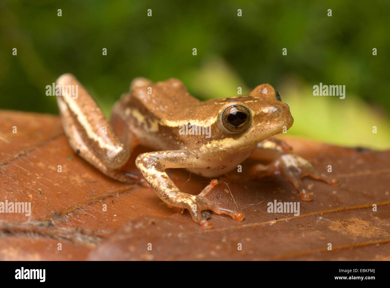 Reed Frog (Hyperolius spec. ), on brown leaf Stock Photo - Alamy