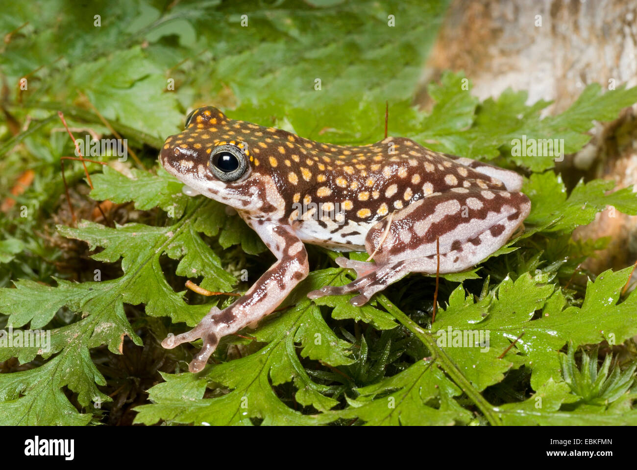 Spotted reed frog hi-res stock photography and images - Alamy