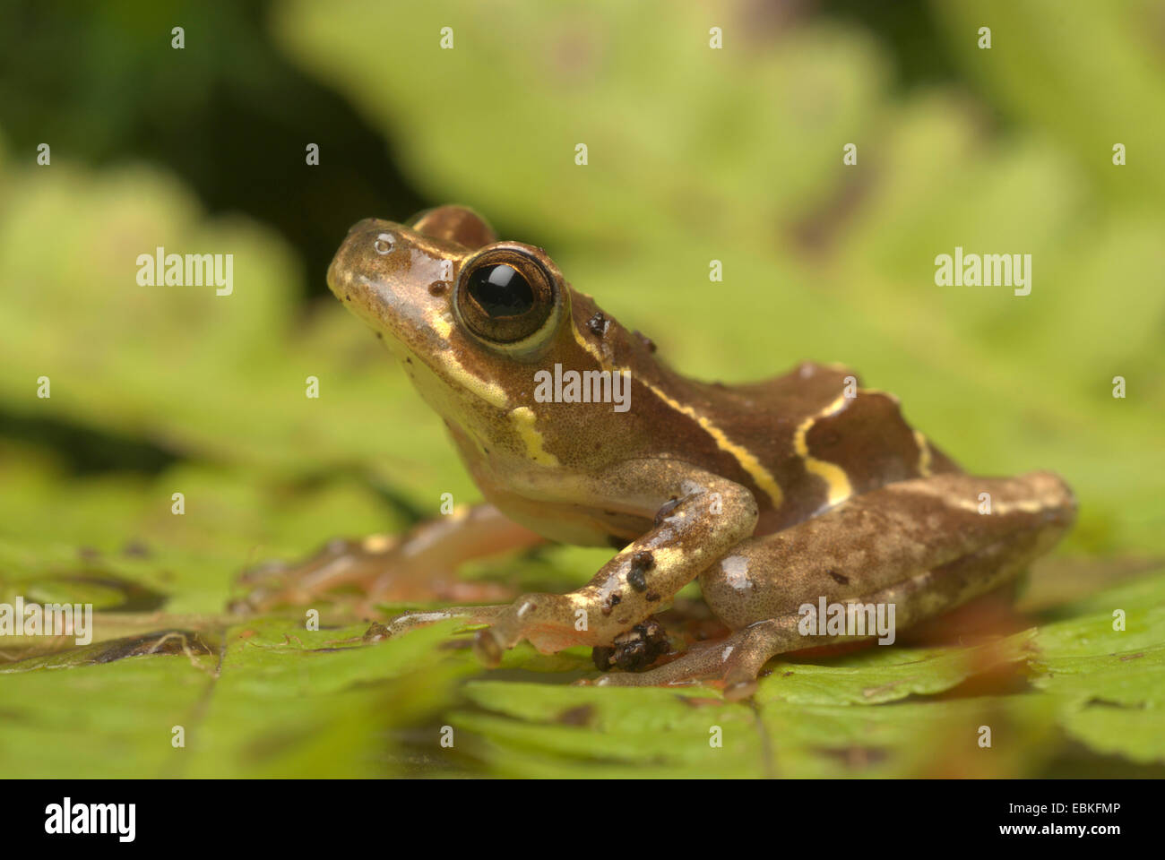 Reed Frog (Hyperolius spec. ), sitting on a leaf Stock Photo - Alamy