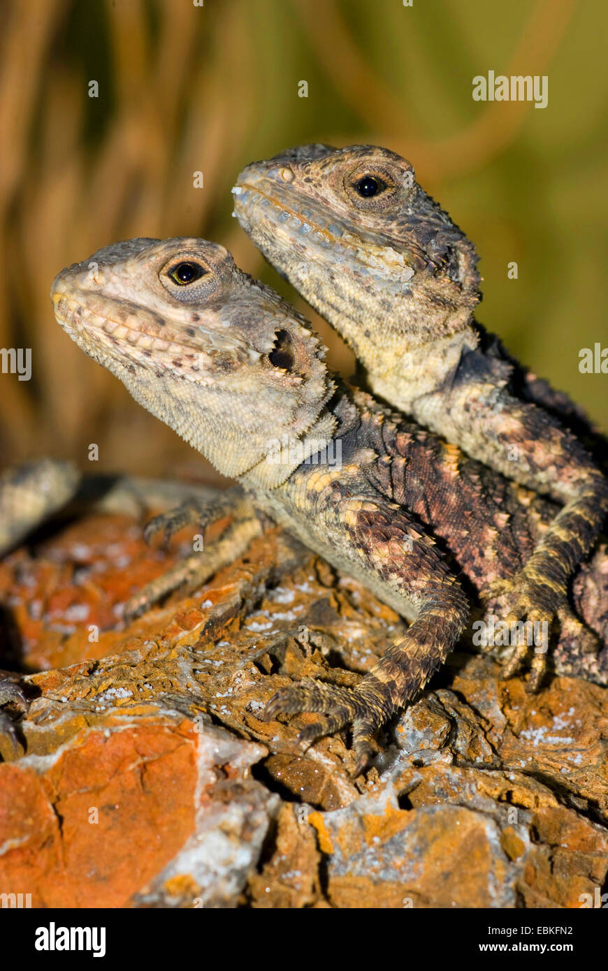 Roughtail Rock Agama, Short-toed agama (Laudakia stellio salehi ...