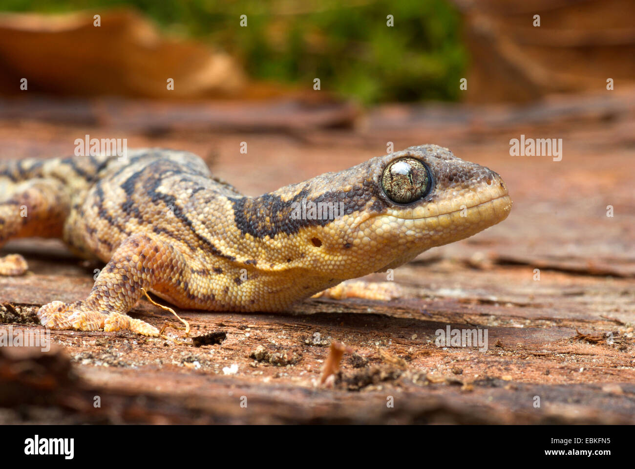 Banded Velvet Gecko (Homopholis fasciata ), close-up view Stock Photo ...