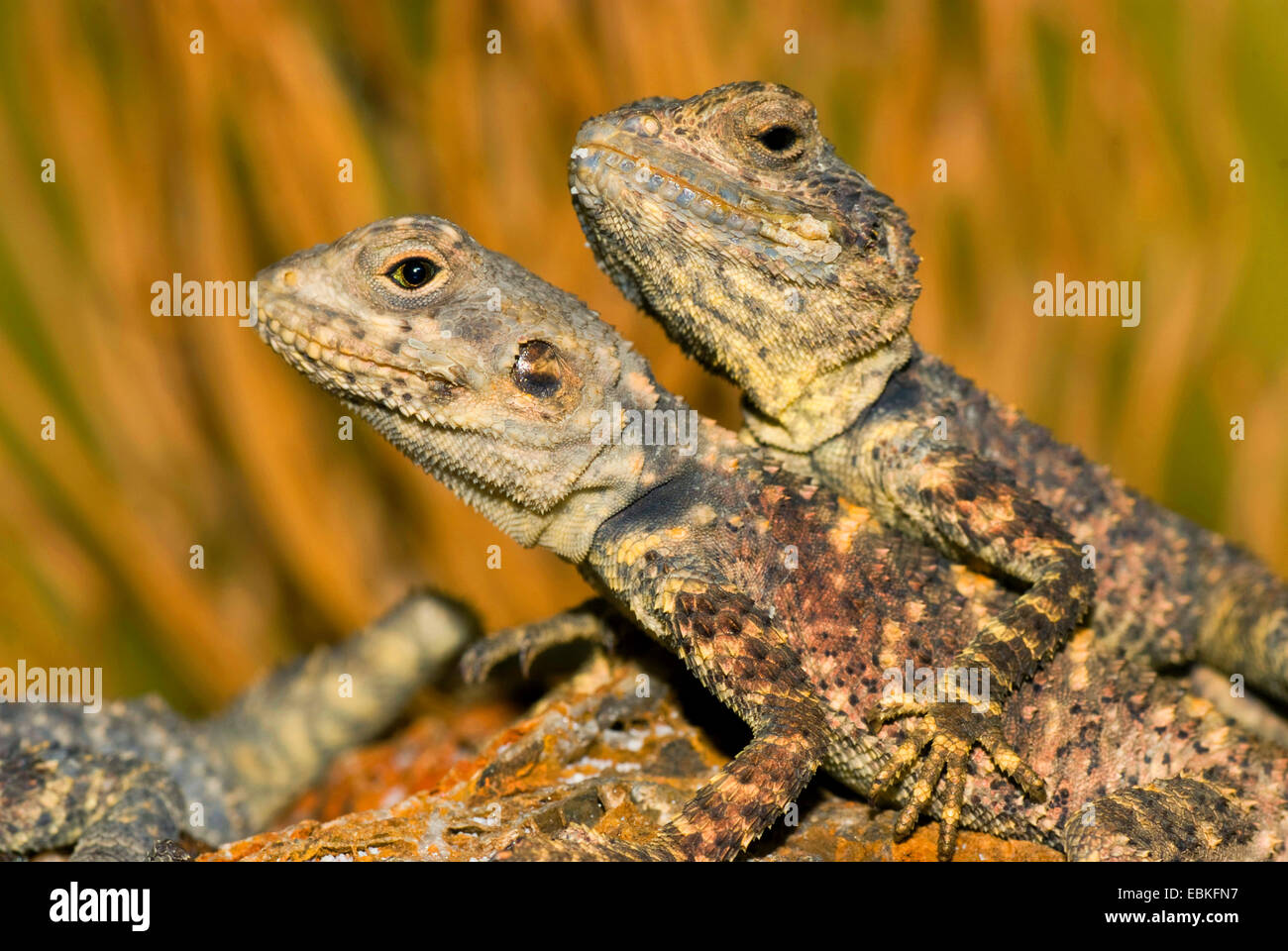 Roughtail rock agamas hi-res stock photography and images - Alamy