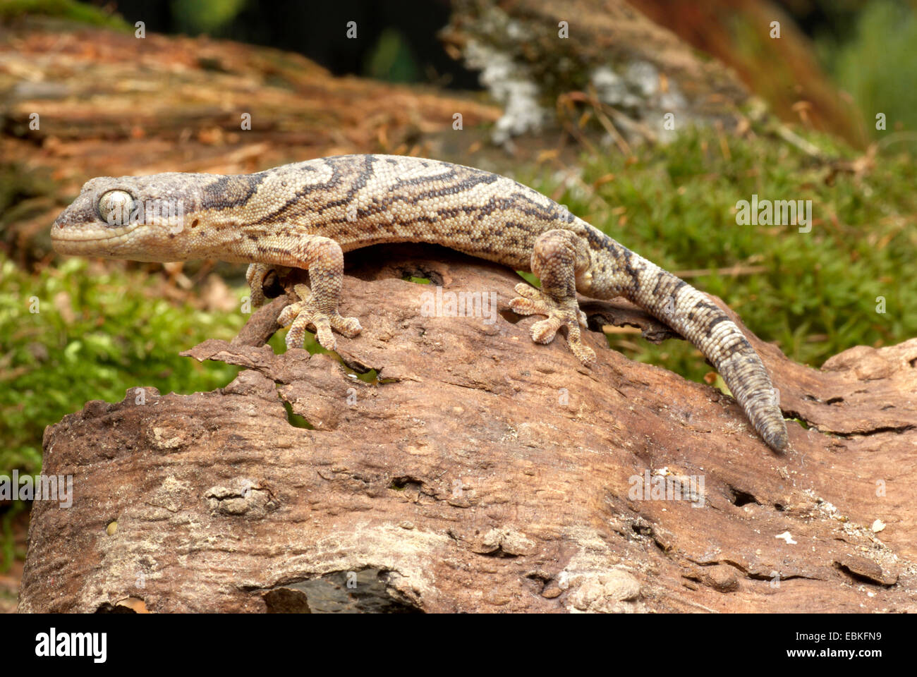 Banded Velvet Gecko (Homopholis fasciata ), side view Stock Photo - Alamy
