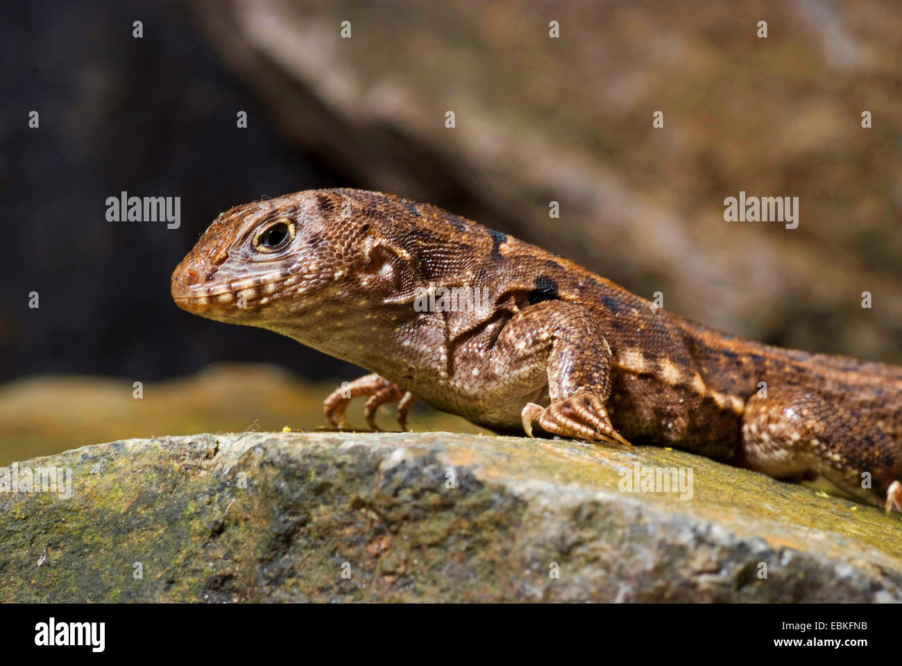 curly-tailed lizard (Leiocephalus carinatus), portrait Stock Photo - Alamy