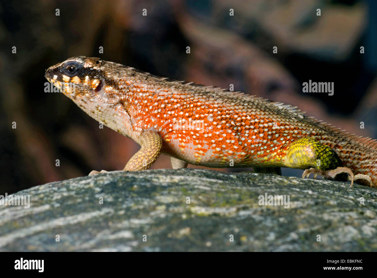 Haitian curlytail lizard, Masked Curly-tailed Lizard (Leiocephalus ...