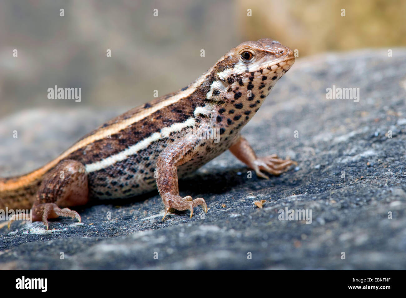 Haitian curlytail lizard, Masked Curly-tailed Lizard (Leiocephalus ...