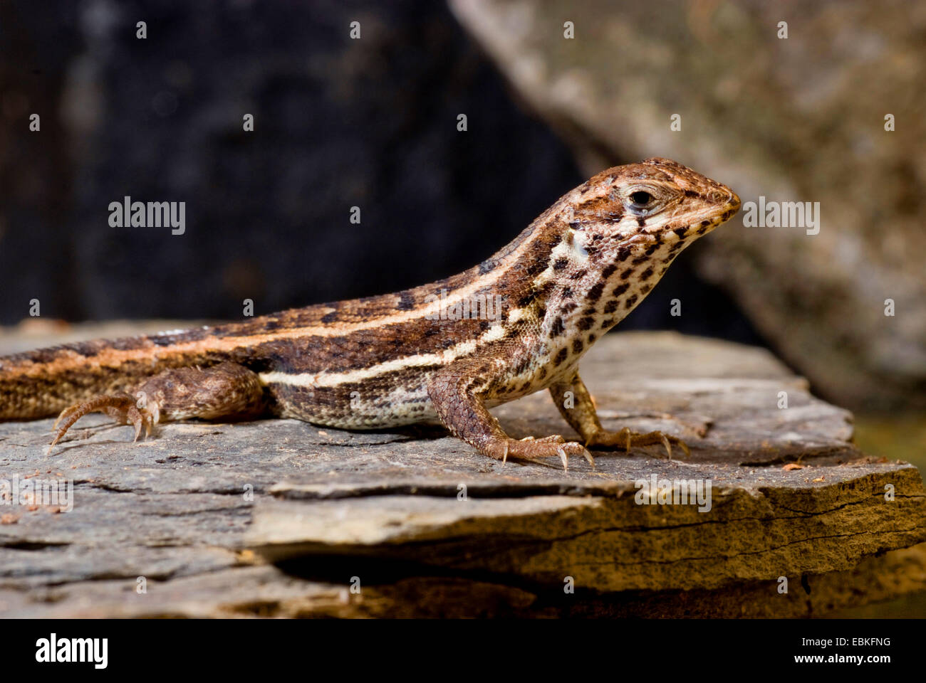Haitian curlytail lizard, Masked Curly-tailed Lizard (Leiocephalus ...