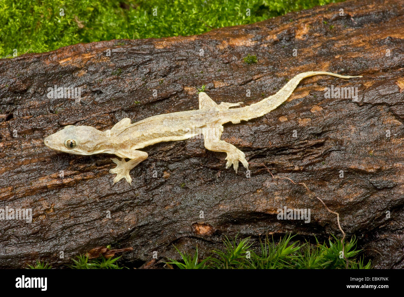 Mourning Gecko (Lepidodactylus lugubris), on a root Stock Photo - Alamy